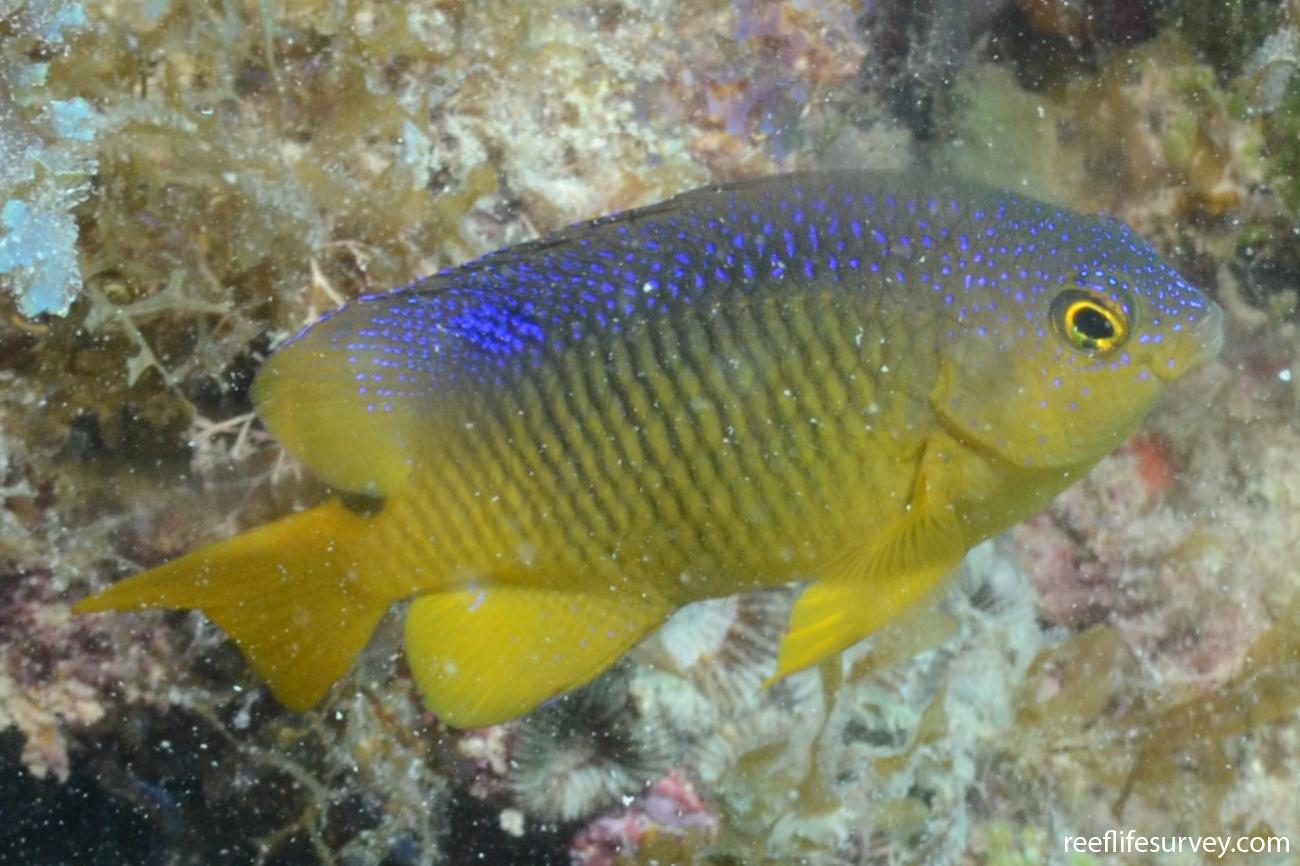 Stegastes variabilis - Cocoa Damselfish | ReefLifeSurvey.com