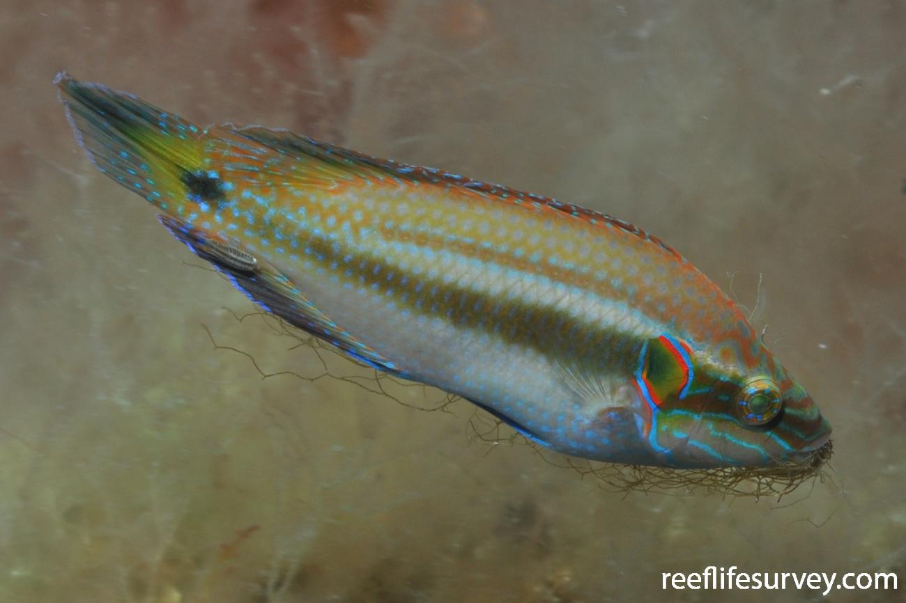 Symphodus ocellatus - Ocellated Wrasse | ReefLifeSurvey.com