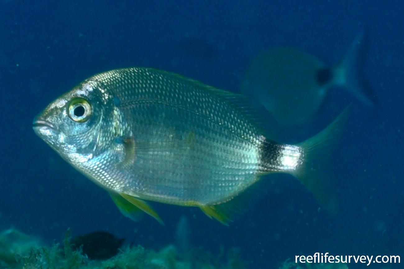 Diplodus annularis - Annular Seabream | ReefLifeSurvey.com