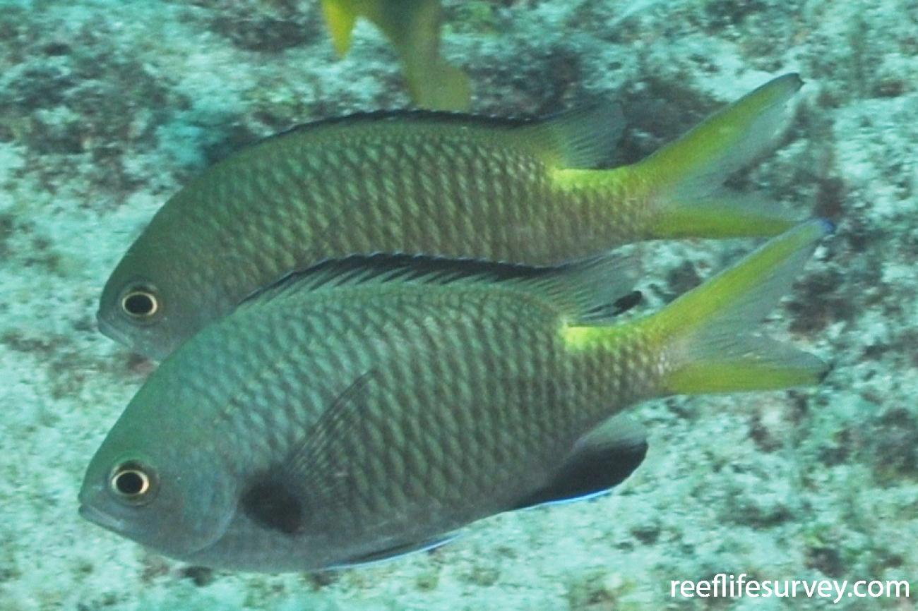 Chromis kennensis - Yellow-tail Puller | ReefLifeSurvey.com