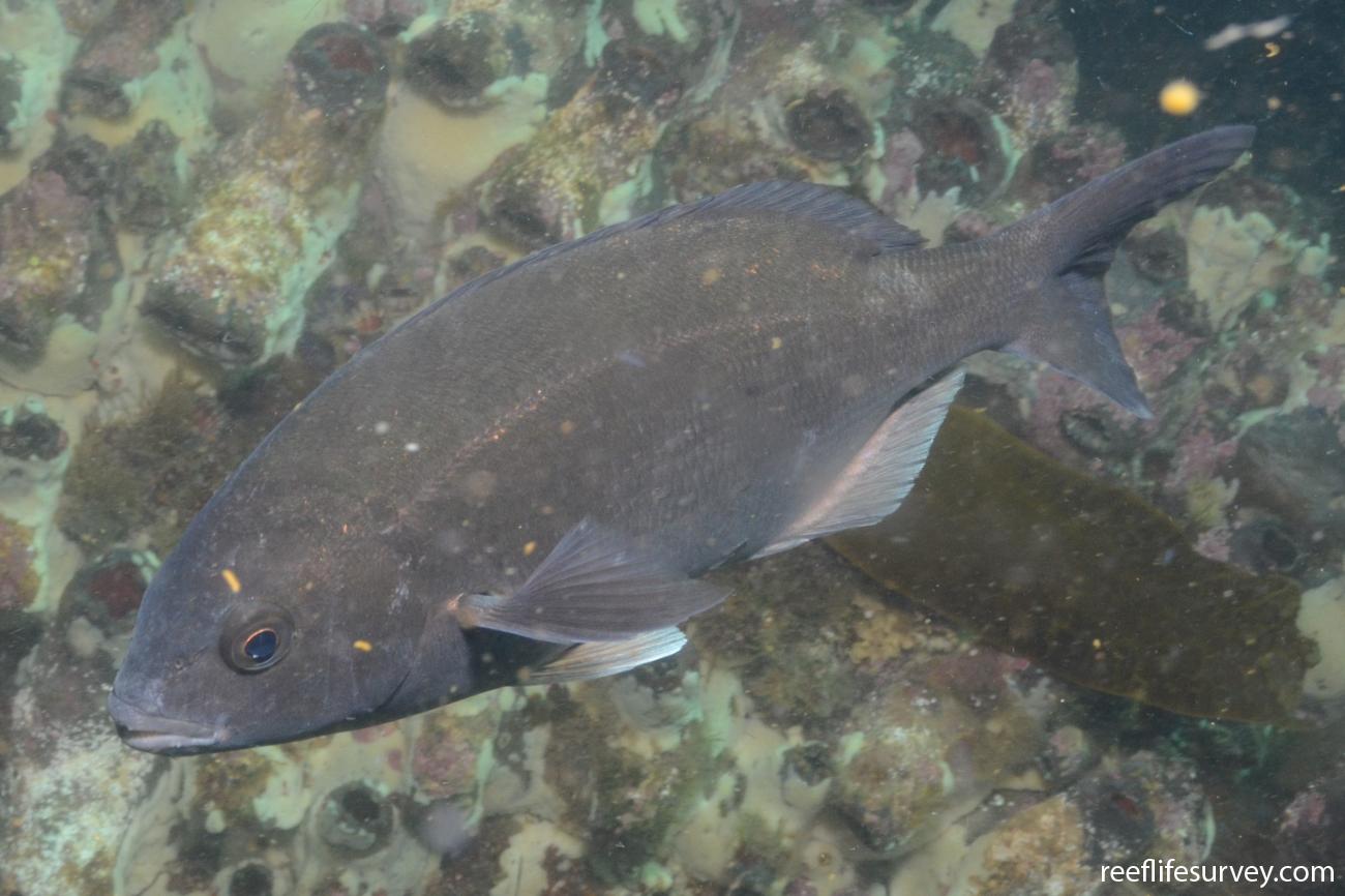 Pachymetopon blochii - Hottentot Seabream | ReefLifeSurvey.com