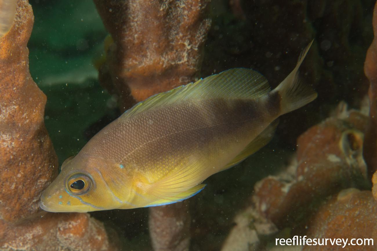 Hypoplectrus puella - Barred Hamlet | ReefLifeSurvey.com