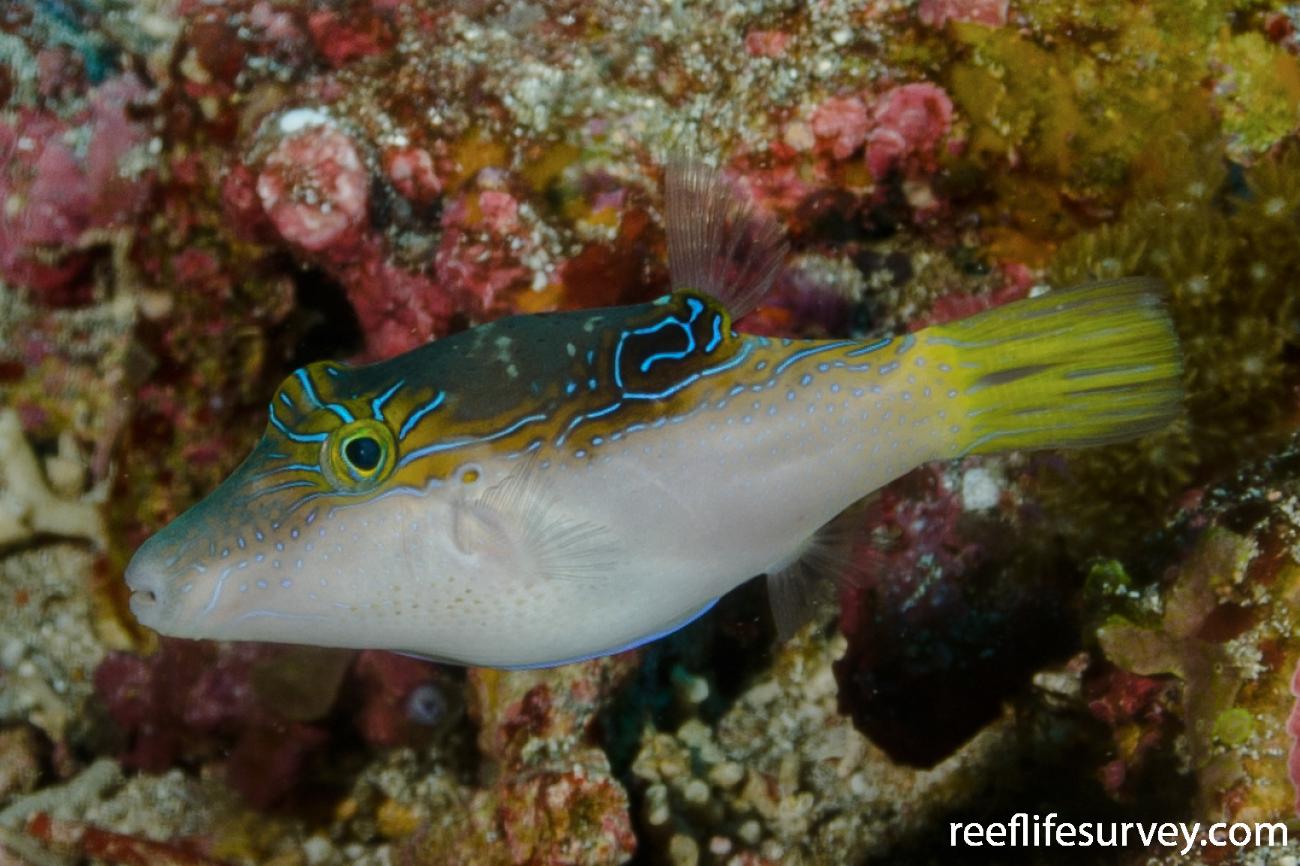 Canthigaster epilampra - Lantern Toby | ReefLifeSurvey.com