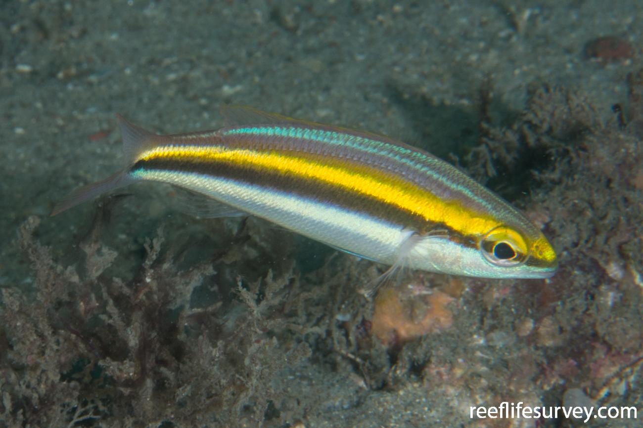 Pentapodus paradiseus - Paradise Threadfin Bream | ReefLifeSurvey.com