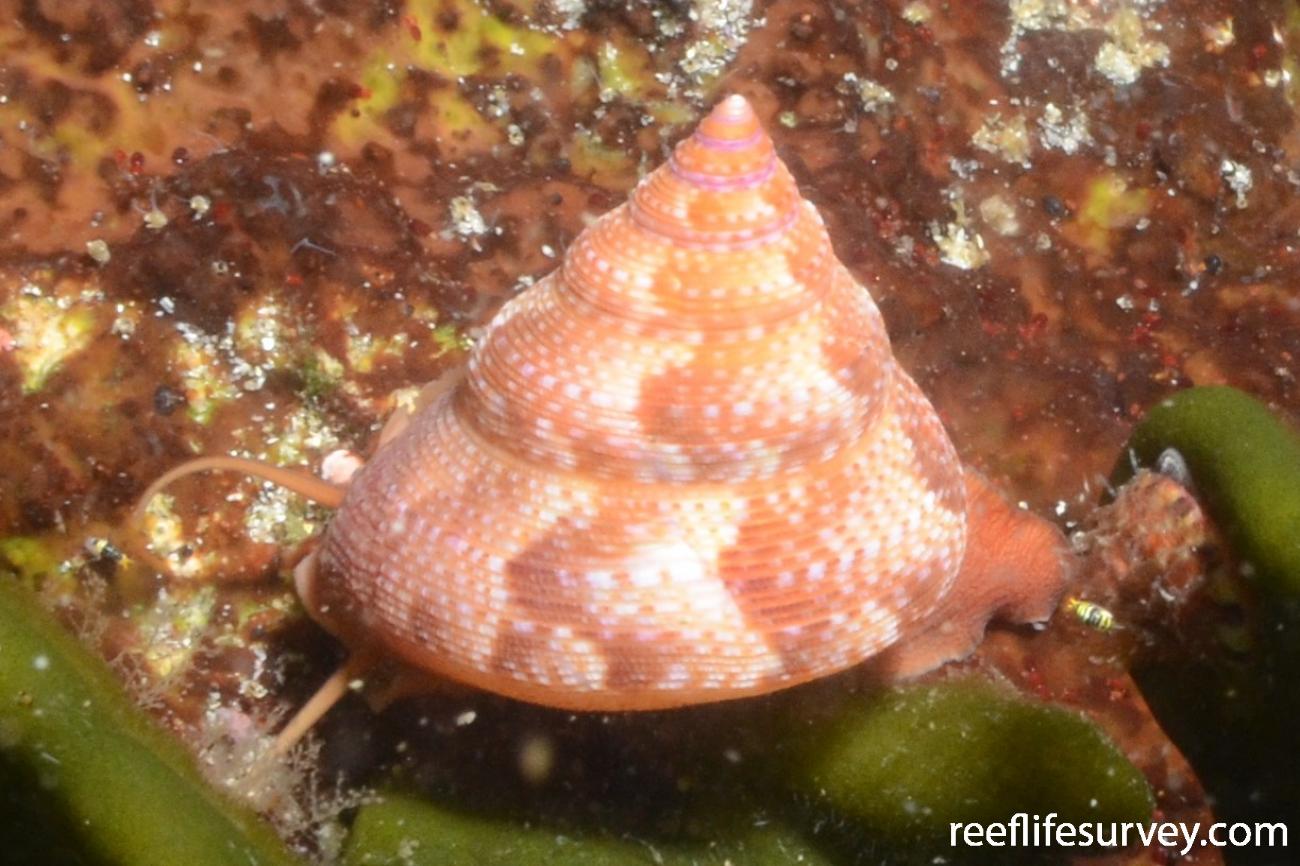 Calliostoma ornatum - | ReefLifeSurvey.com