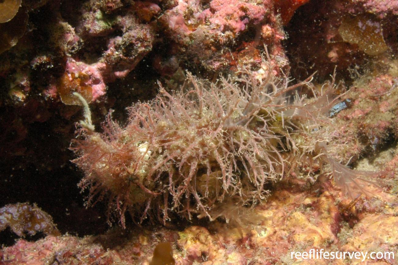 Rhycherus filamentosus - Tassled Anglerfish | ReefLifeSurvey.com