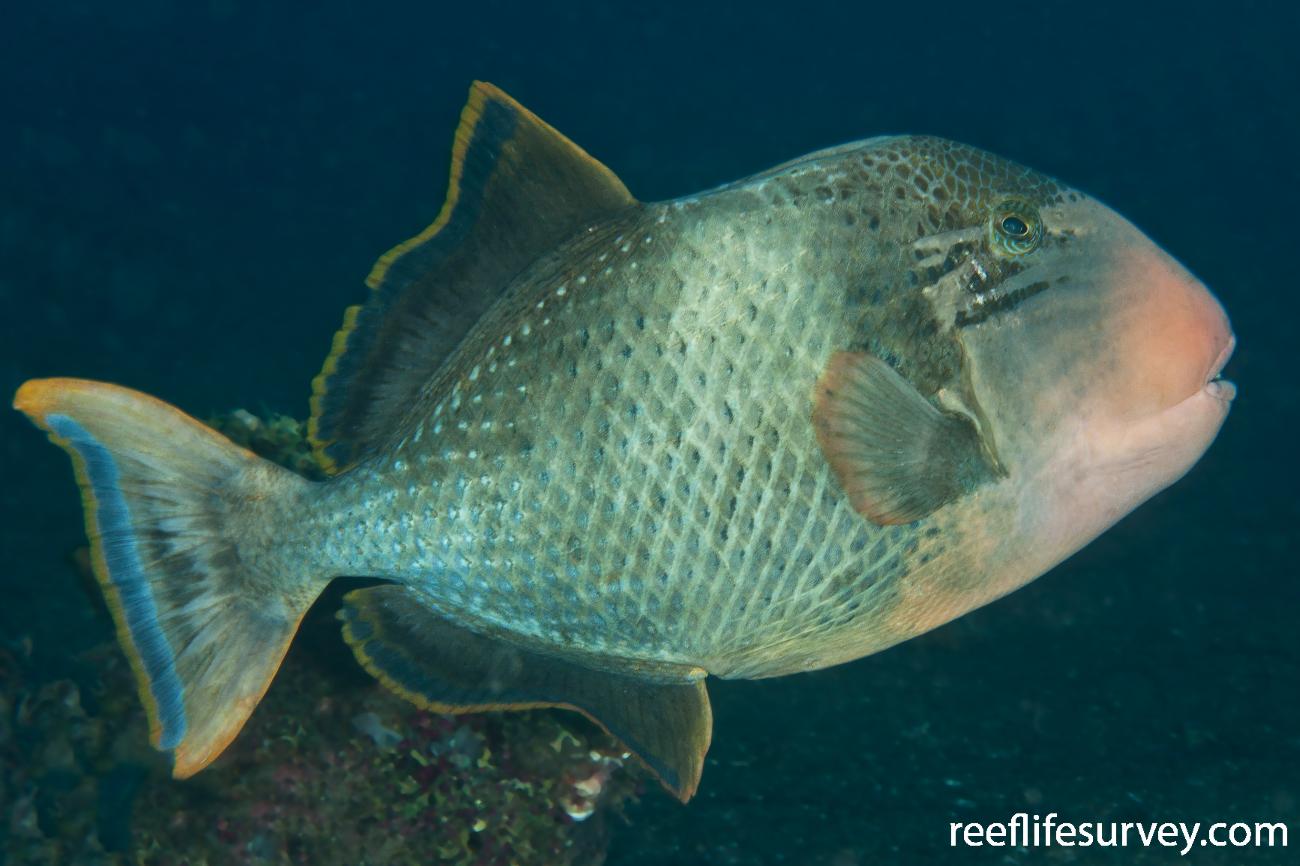 Pseudobalistes flavimarginatus - Yellowmargin Triggerfish ...