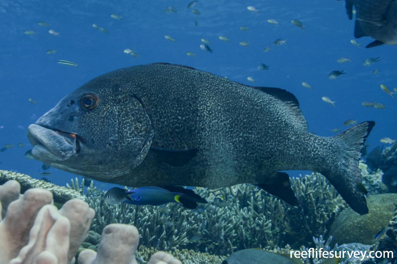 Plectorhinchus albovittatus - Giant Sweetlips | ReefLifeSurvey.com