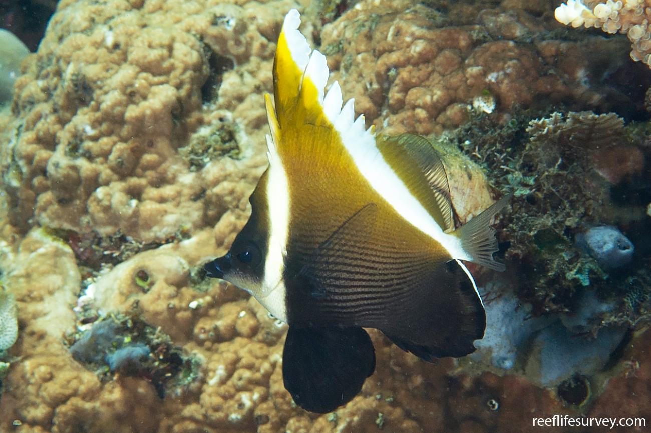 Heniochus varius - Humphead Bannerfish | ReefLifeSurvey.com