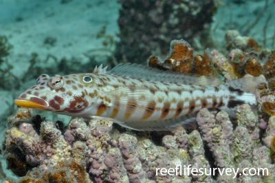 Parapercis ramsayi | ReefLifeSurvey.com