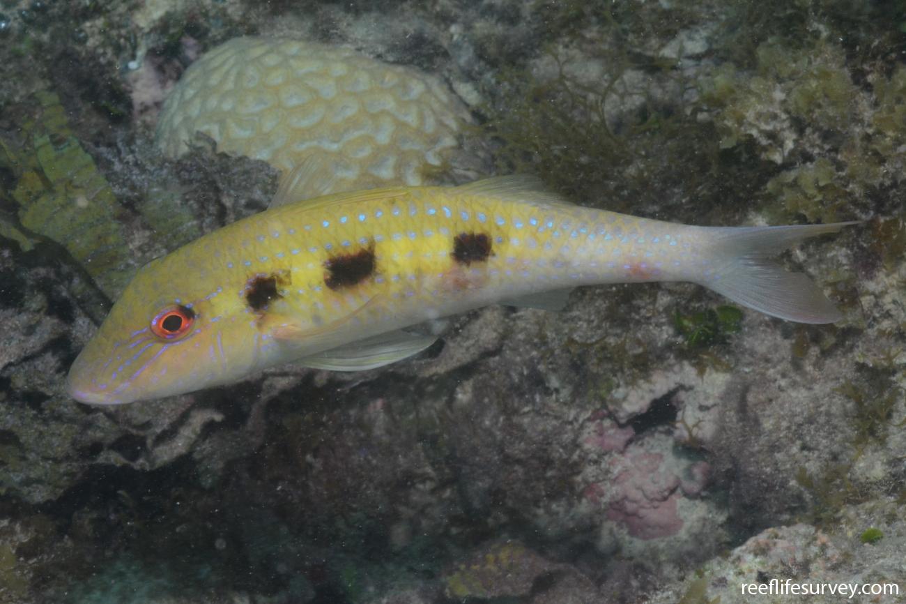 Pseudupeneus maculatus - Spotted Goatfish | ReefLifeSurvey.com