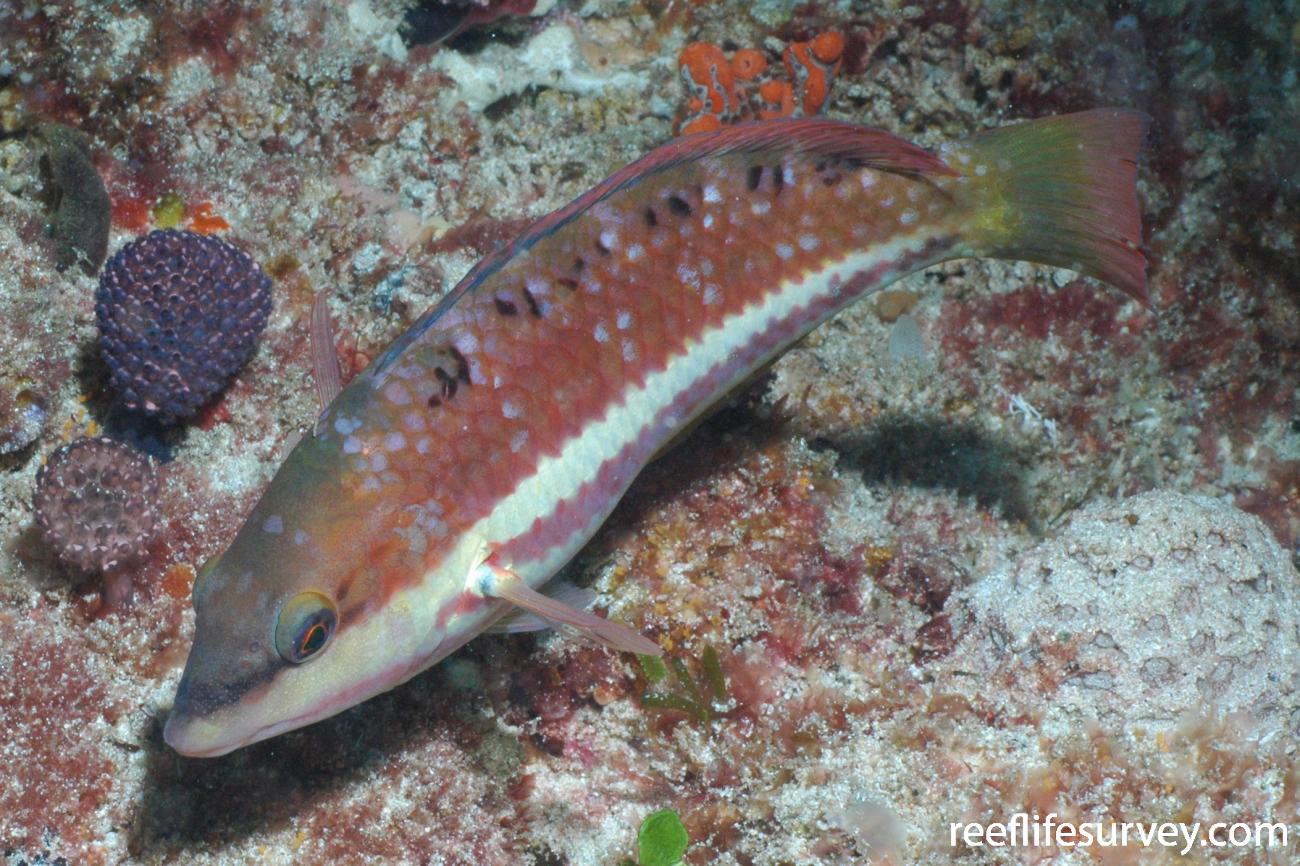 Pseudolabrus biserialis - Red-banded Wrasse | ReefLifeSurvey.com