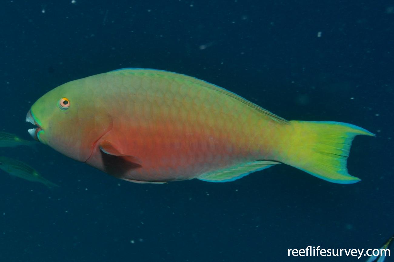 Chlorurus strongylocephalus - Indian Ocean Steephead Parrotfish ...