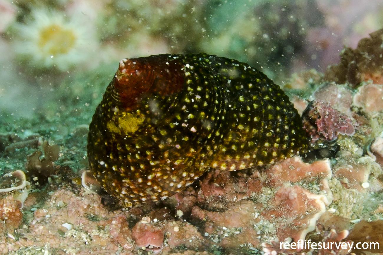 Calliostoma punctulatum - | ReefLifeSurvey.com