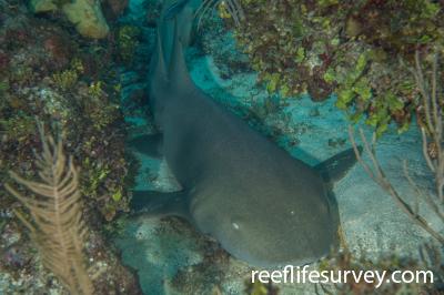 Ginglymostoma cirratum - Nurse shark | Reef Life Survey