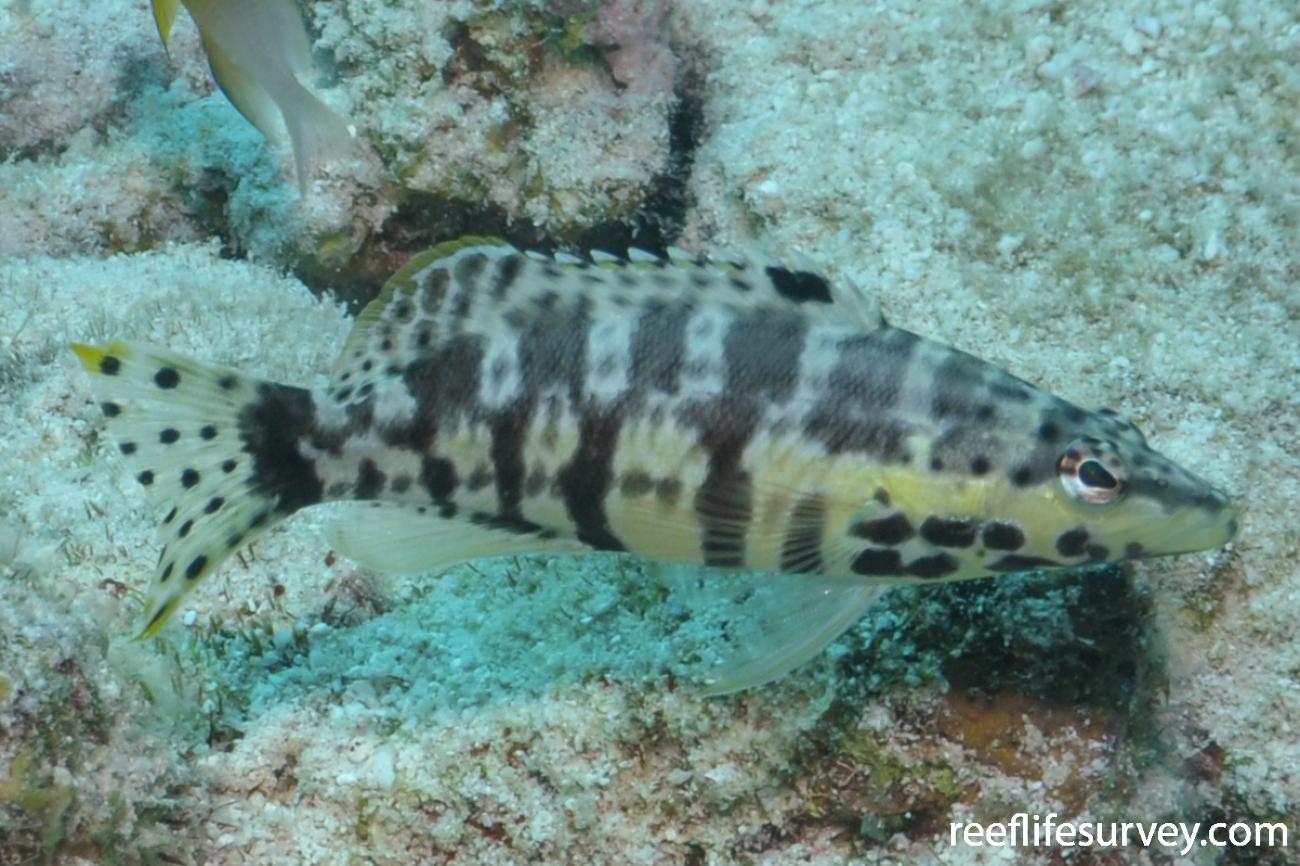 Serranus tigrinus - Harlequin Bass | ReefLifeSurvey.com