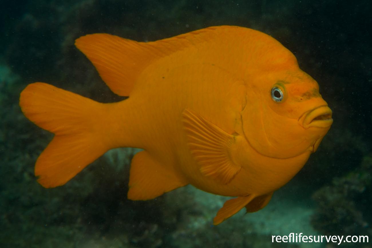 Hypsypops rubicundus - Garibaldi Damselfish | ReefLifeSurvey.com