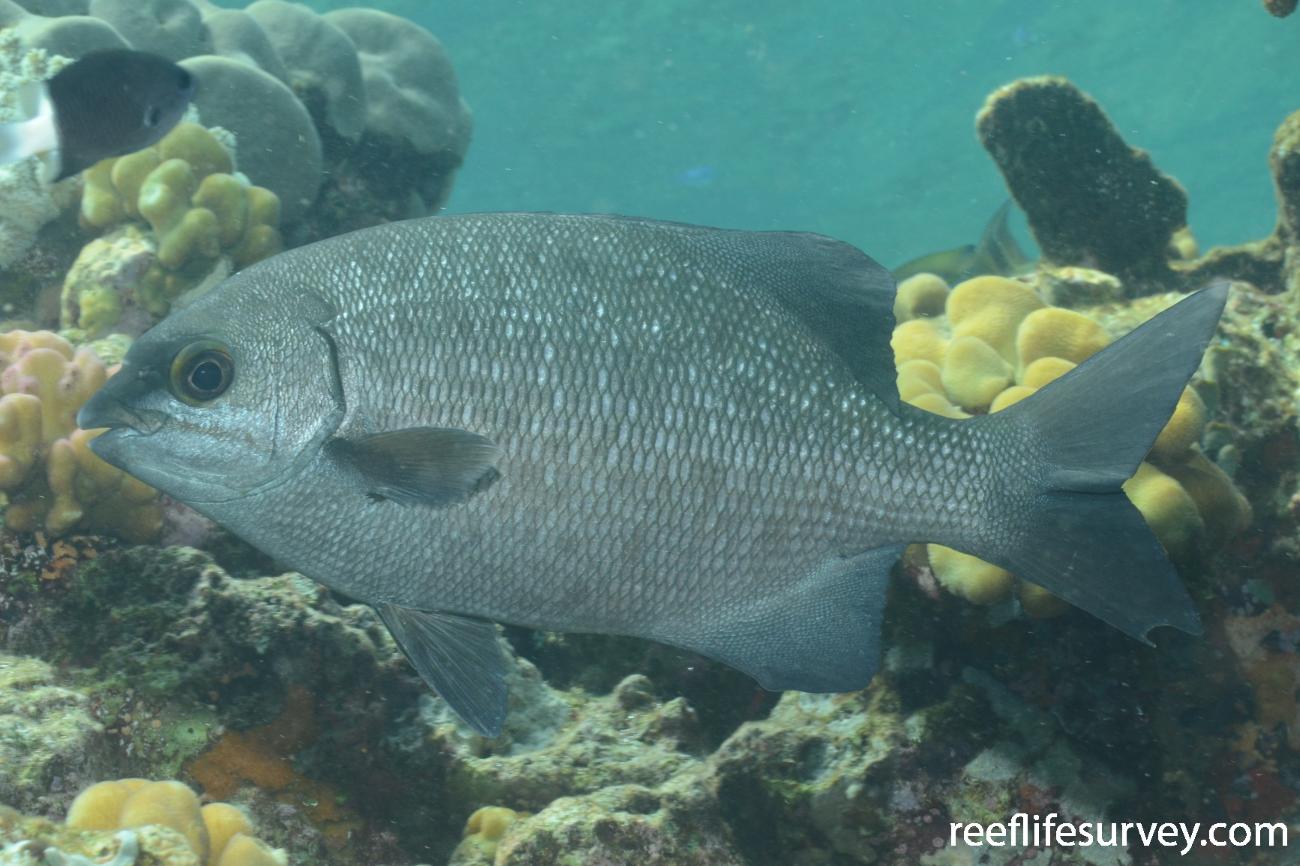 Kyphosus cinerascens - Snub-nose Drummer | ReefLifeSurvey.com
