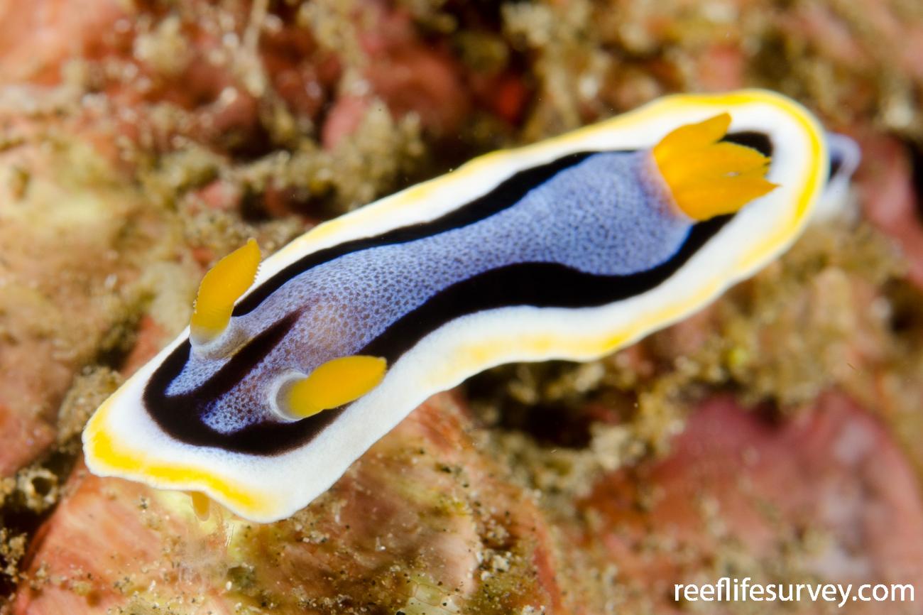 Chromodoris annae - | ReefLifeSurvey.com