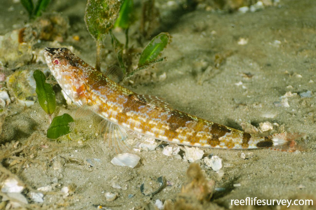 Synodus jaculum - Tail-blotch Lizardfish | ReefLifeSurvey.com
