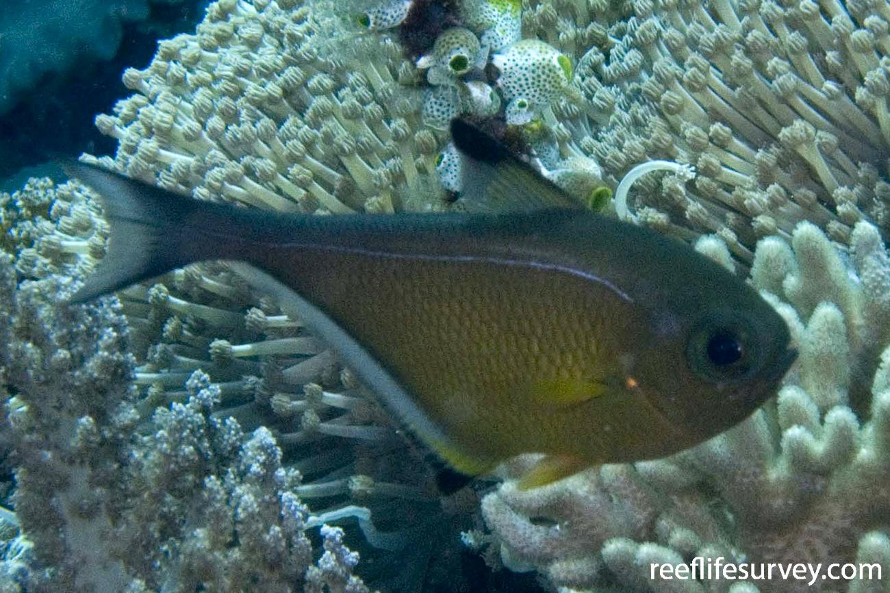 Pempheris vanicolensis - Vanikoro Sweeper | ReefLifeSurvey.com