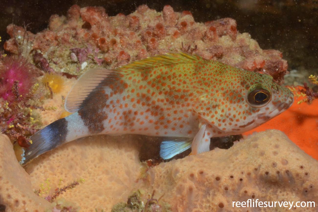 Acanthistius sebastoides - Koester | ReefLifeSurvey.com