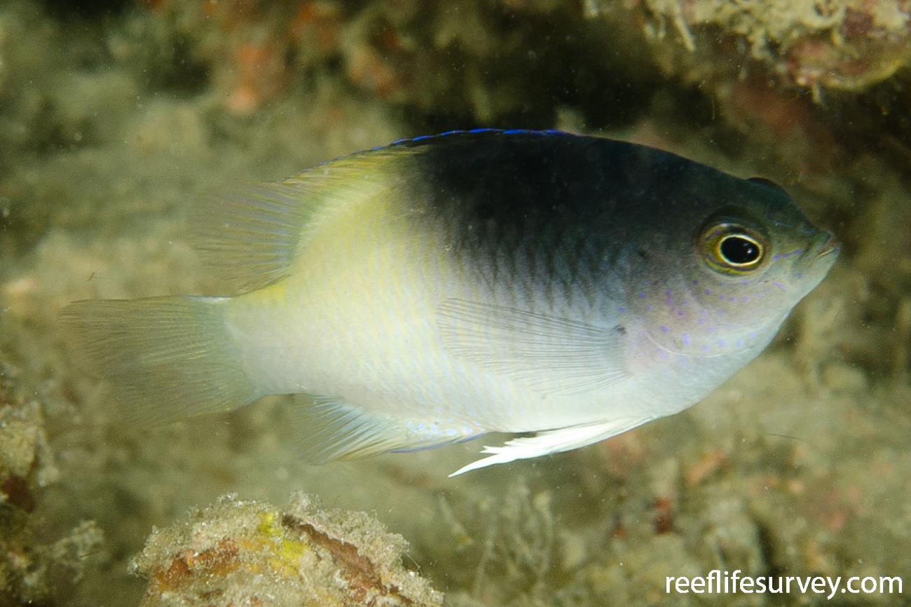 Chrysiptera rollandi - Bluehead Demoiselle | ReefLifeSurvey.com