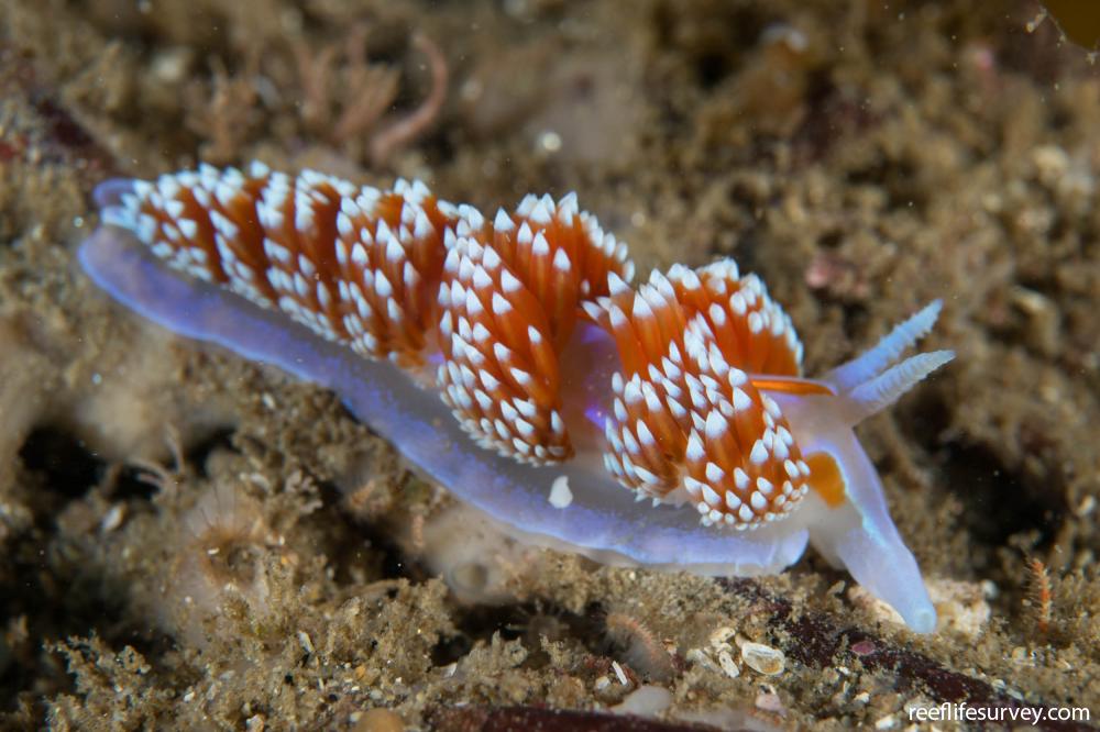 Hermissenda crassicornis - Opalescent nudibranch | Reef Life Survey