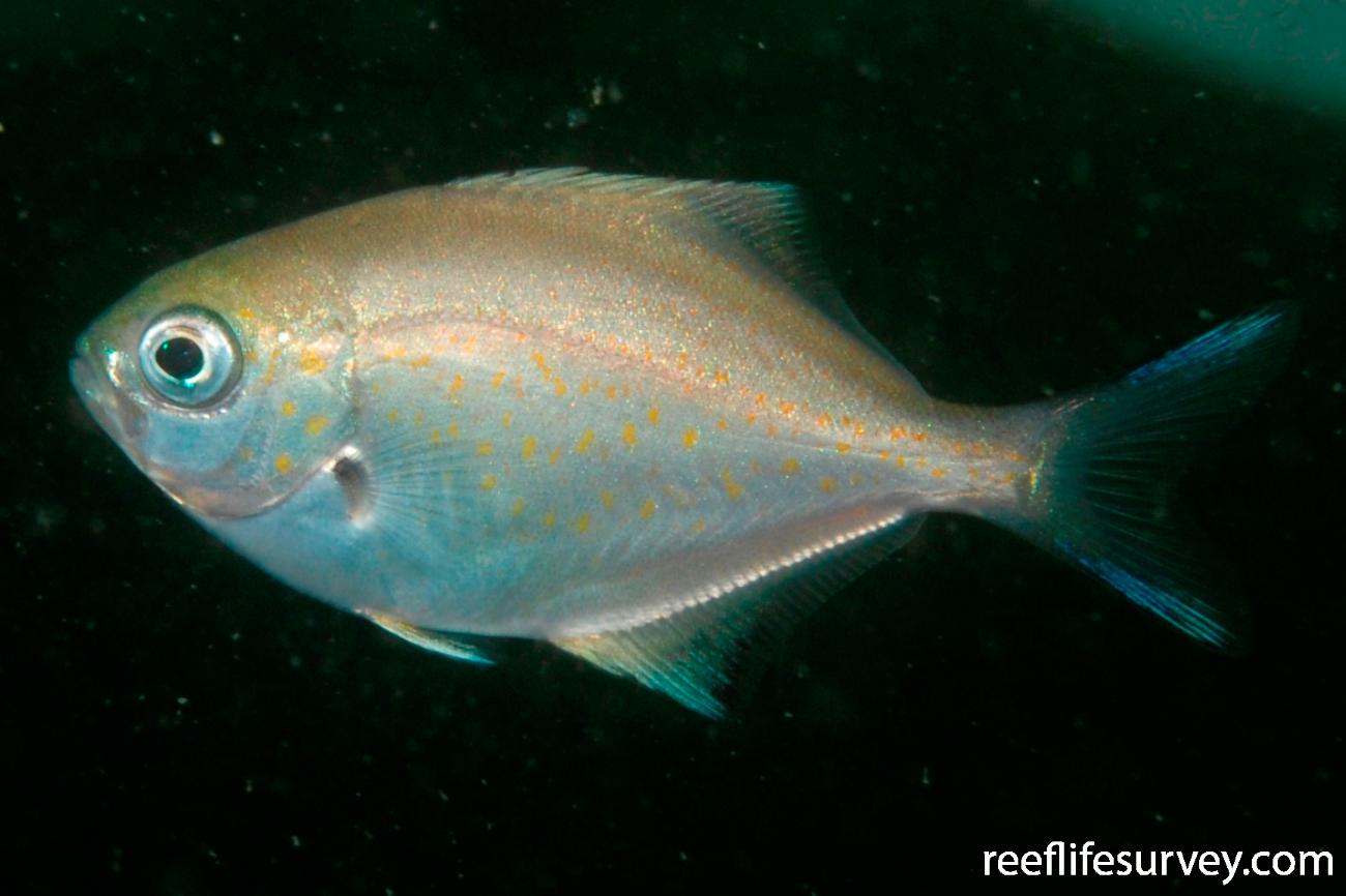 Scorpis lineolata - Silver Sweep | ReefLifeSurvey.com