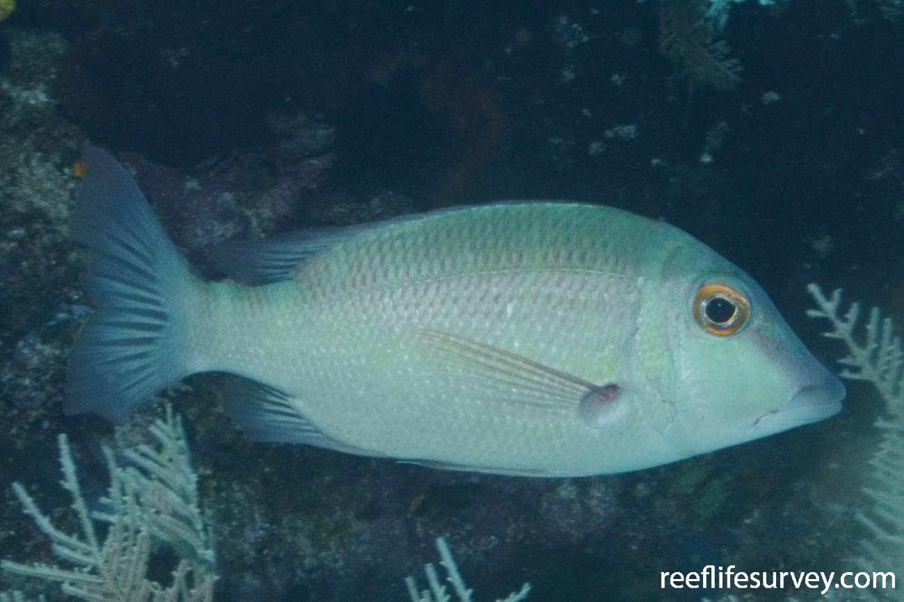 Lethrinus erythropterus - Longfin Emperor | ReefLifeSurvey.com