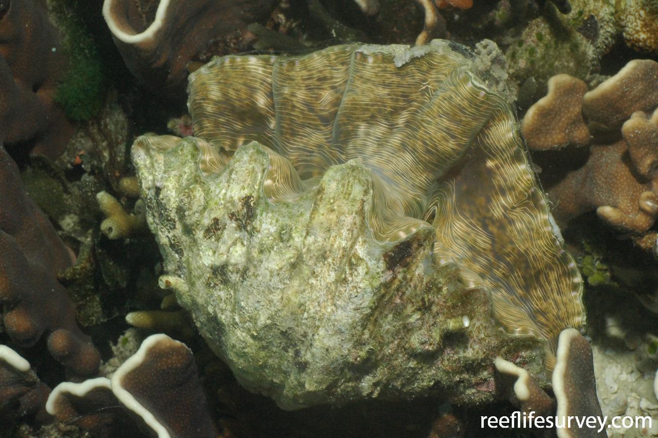 Hippopus hippopus - Bear Paw Giant Clam | ReefLifeSurvey.com