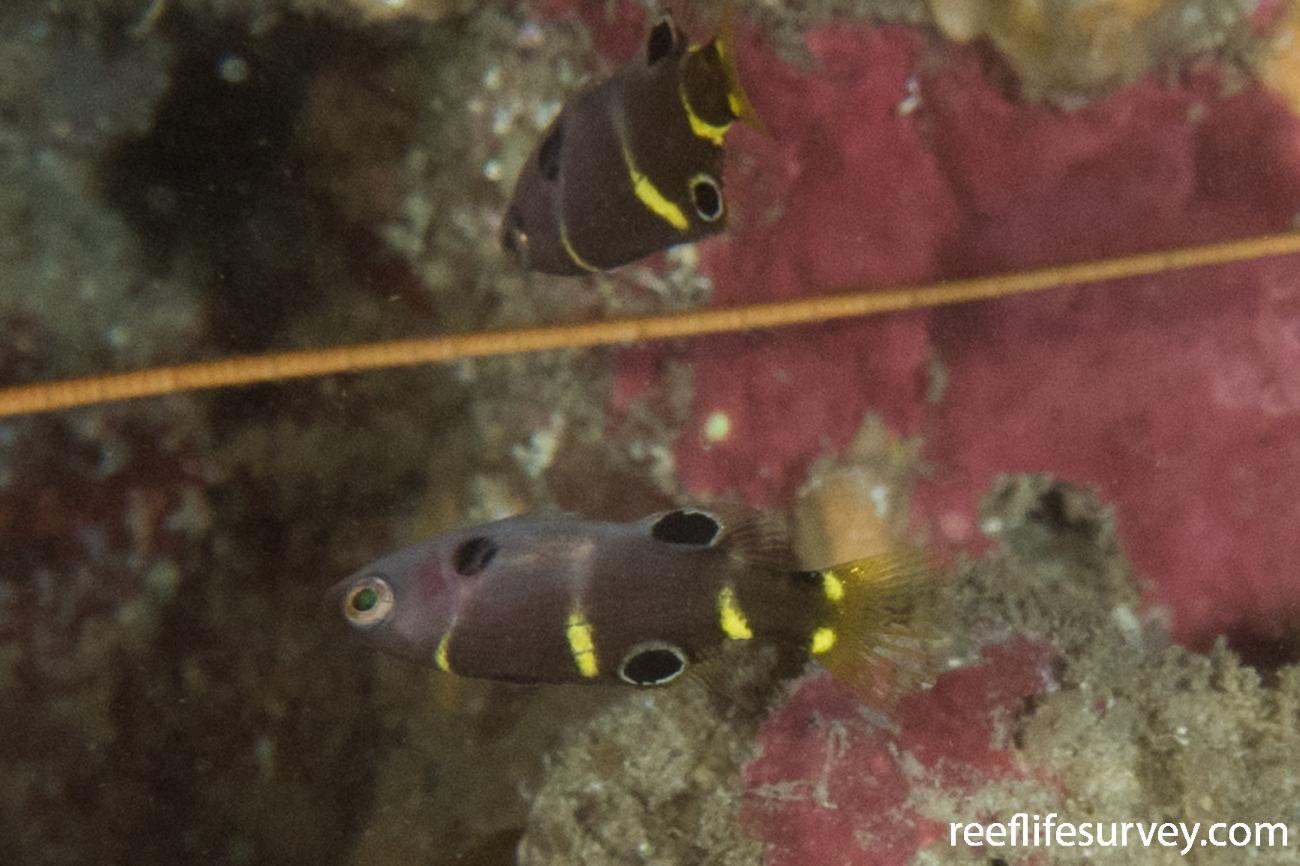 Bodianus frenchii - Foxfish | ReefLifeSurvey.com