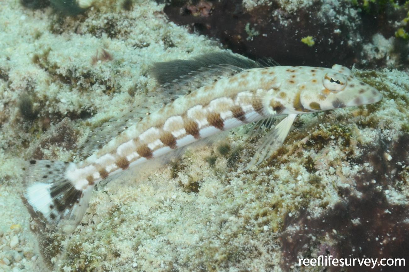 Parapercis millepunctata - Thousand Spot Grubfish | ReefLifeSurvey.com