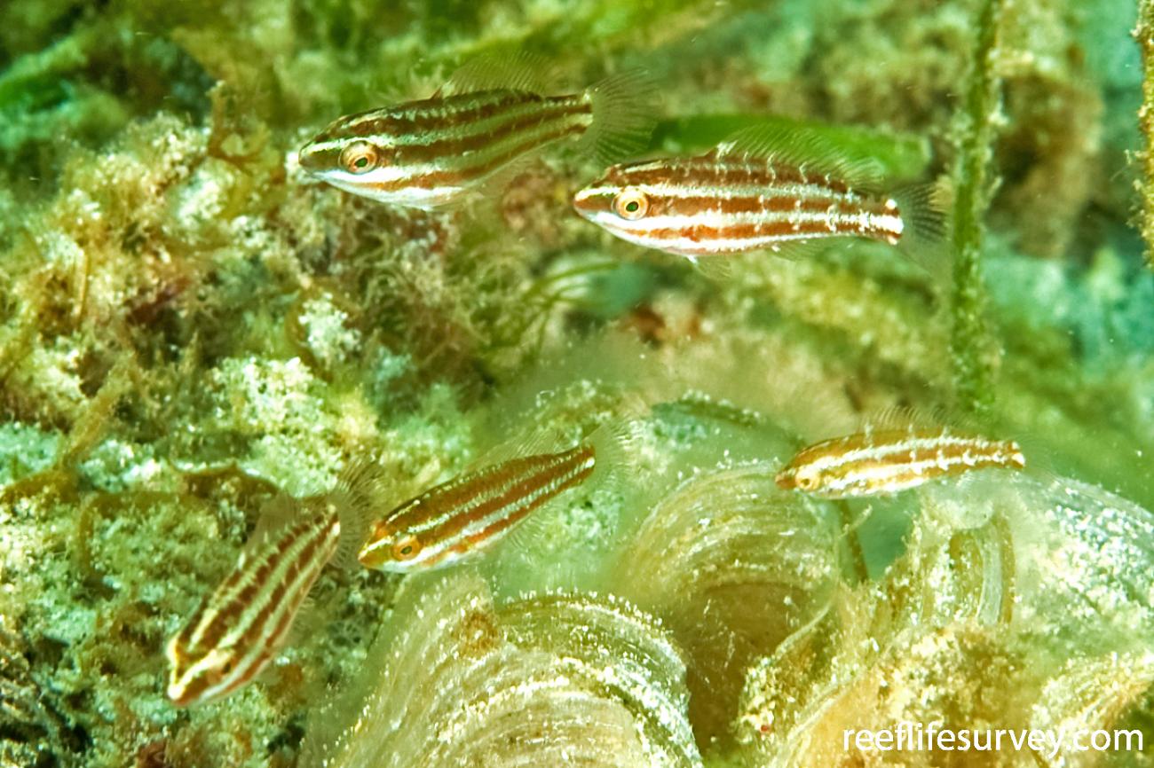 Chlorurus sordidus - Daisy Parrotfish | ReefLifeSurvey.com
