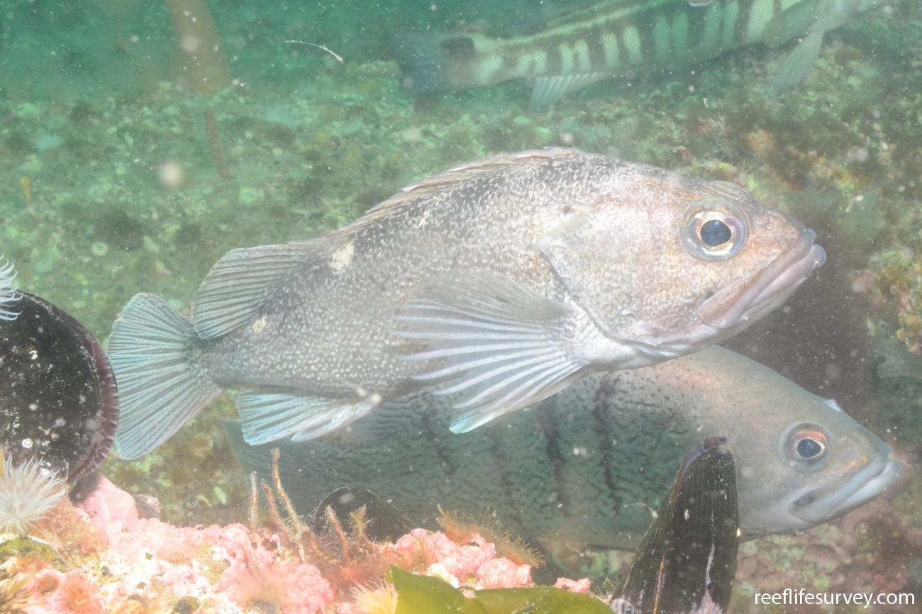 Sebastes oculatus - Patagonian Redfish | ReefLifeSurvey.com