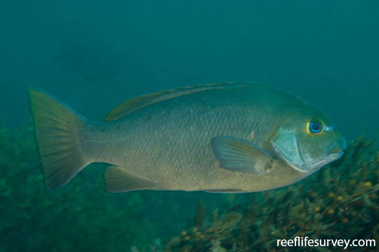 Girella simplicidens - Gulf Opal Eye | ReefLifeSurvey.com