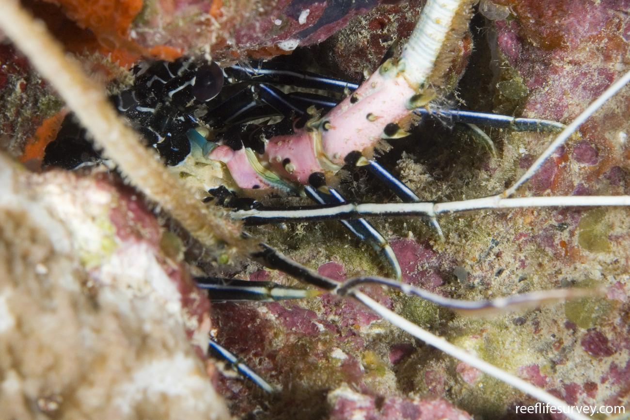Panulirus versicolor - Painted Rocklobster | ReefLifeSurvey.com
