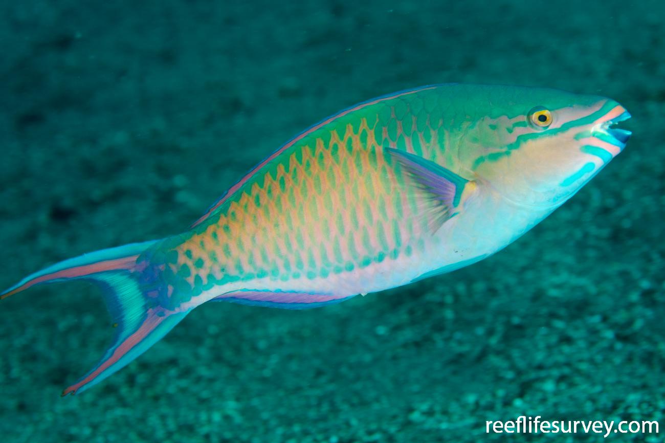 Scarus tricolor - Tricolour Parrotfish | ReefLifeSurvey.com