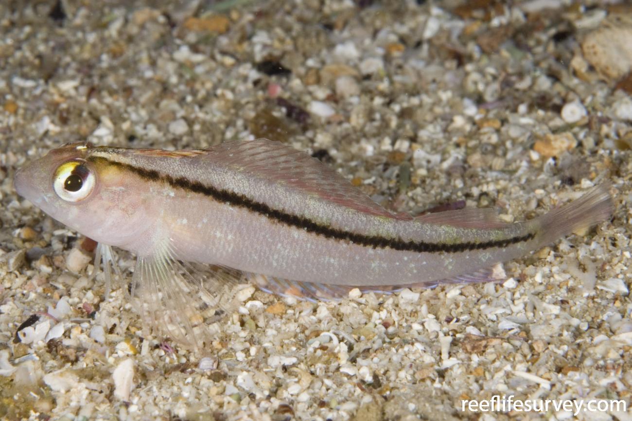 GitHub - jinglkang/White_island