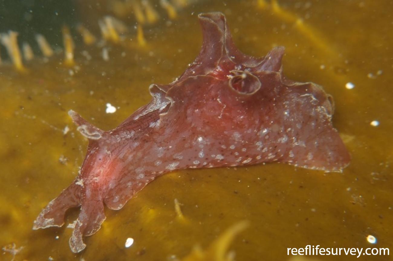 Aplysia juliana - Julianas Seahare | ReefLifeSurvey.com