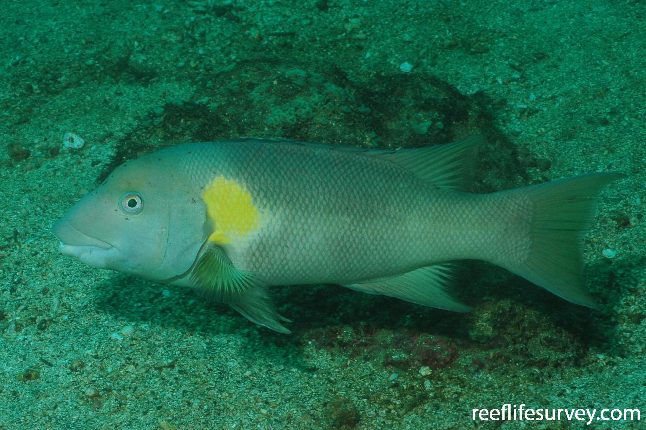 Semicossyphus darwini - Galápagos Sheephead Wrasse | ReefLifeSurvey.com