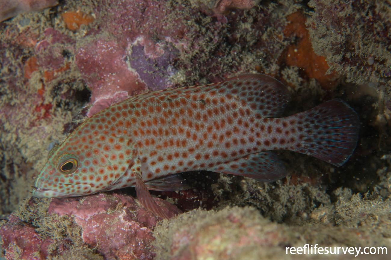 Cephalopholis cruentata - Graysby | ReefLifeSurvey.com