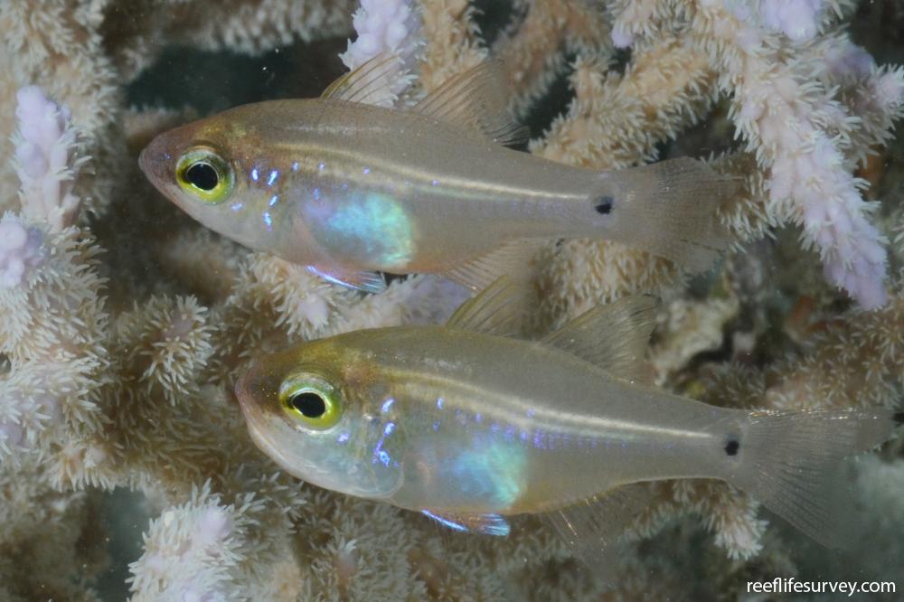 Browsing genus - Reeflifesurvey