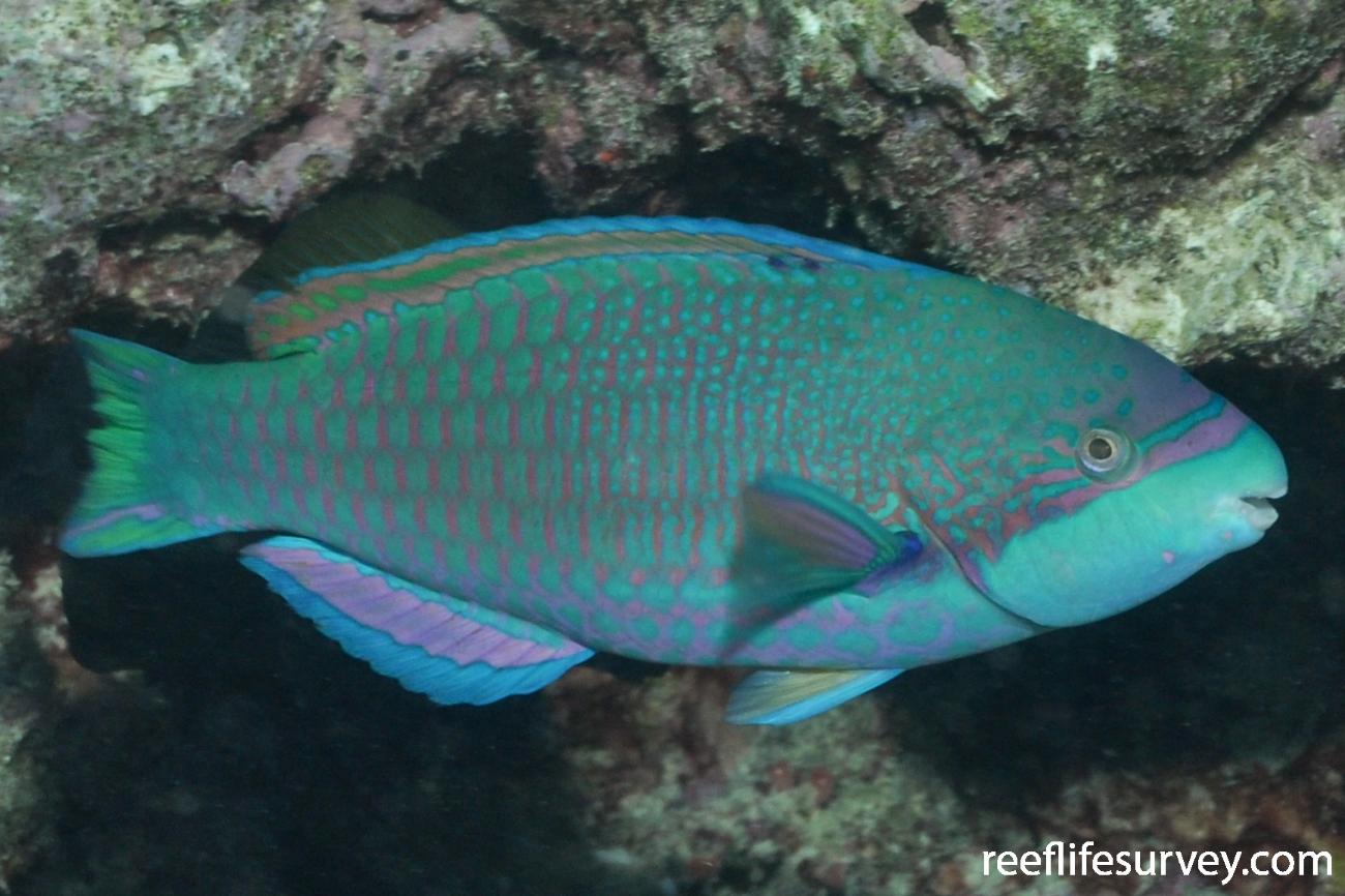 Scarus globiceps - Violetline Parrotfish | ReefLifeSurvey.com