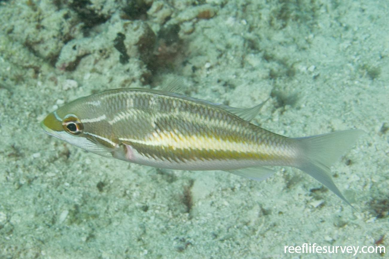 Pentapodus trivittatus - Three-striped Whiptail | ReefLifeSurvey.com