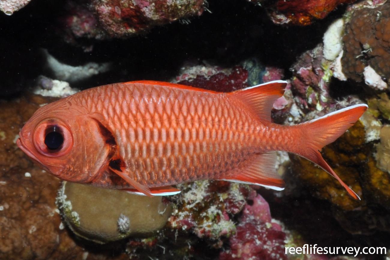 Myripristis murdjan - Crimson Soldierfish | ReefLifeSurvey.com