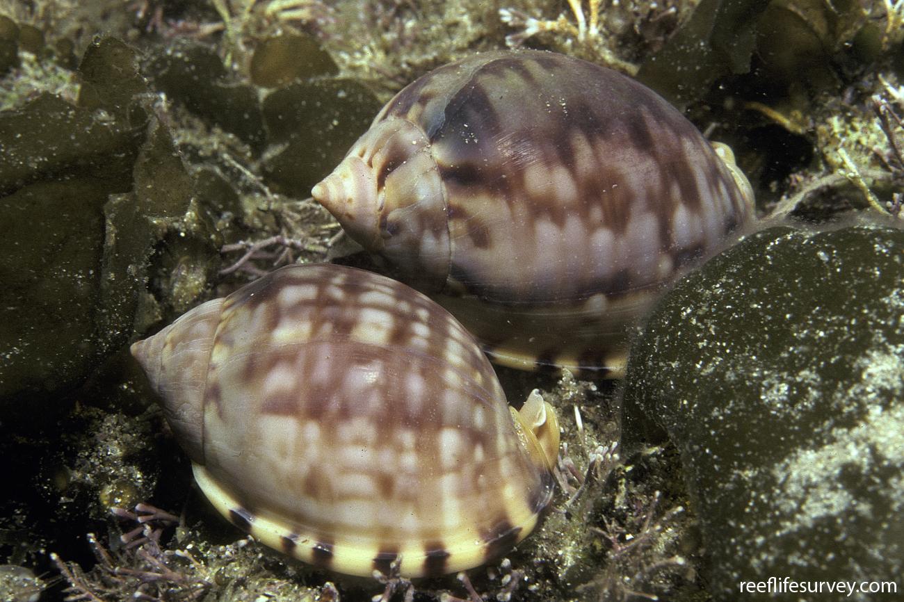 Semicassis pyrum - Pear Helmet | ReefLifeSurvey.com