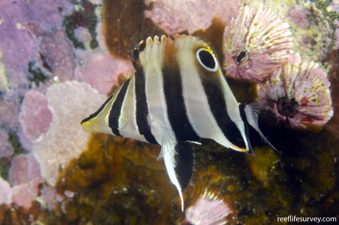 Chelmonops truncatus - Eastern Talma | ReefLifeSurvey.com