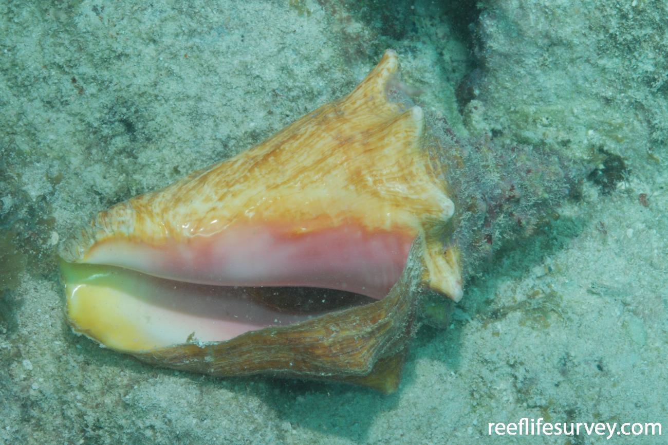 Strombus gigas - Queen Conch | ReefLifeSurvey.com