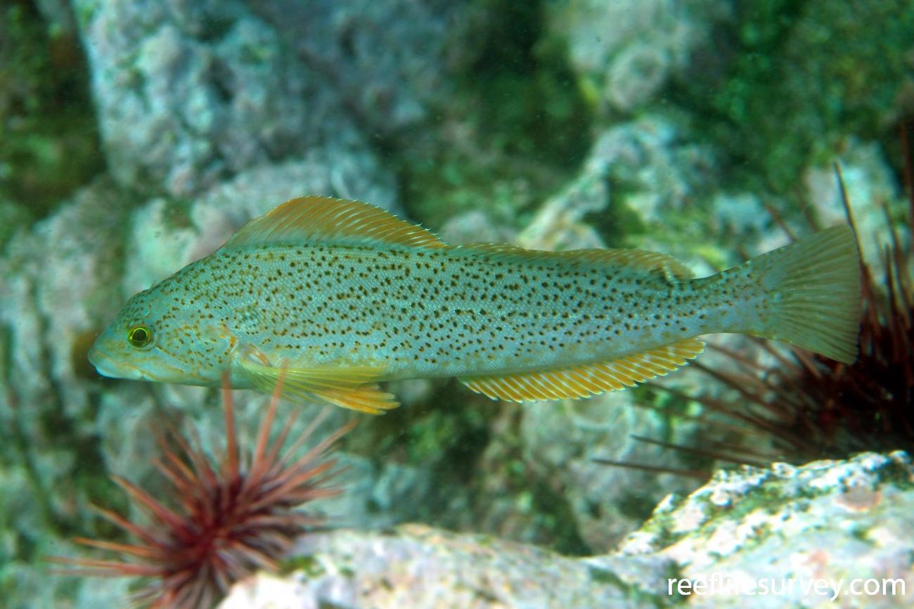 Hexagrammos decagrammus - Kelp Greenling | ReefLifeSurvey.com